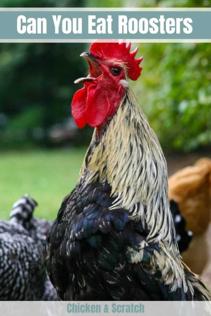 Can You Eat Roosters? The Answer and More