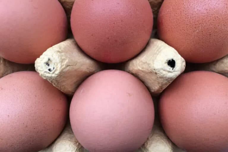 Top 7 Chicken Breeds That Lay Pink Eggs (with Pictures)