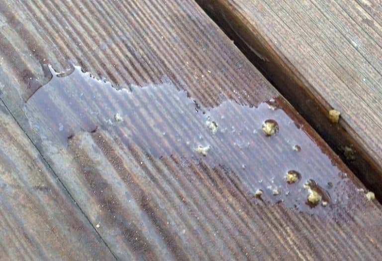 Chicken Poop Guide: What's Normal and What's Not?