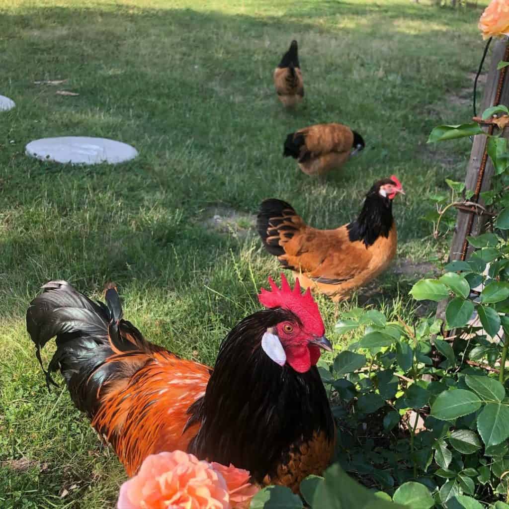 Vorwerk Chicken: Eggs, Temperament, Size and Raising Tips