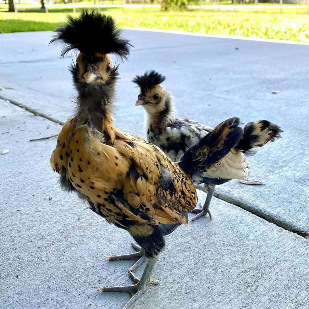 Brabanter Chickens: Eggs, Temperament, Size & Raising Tips