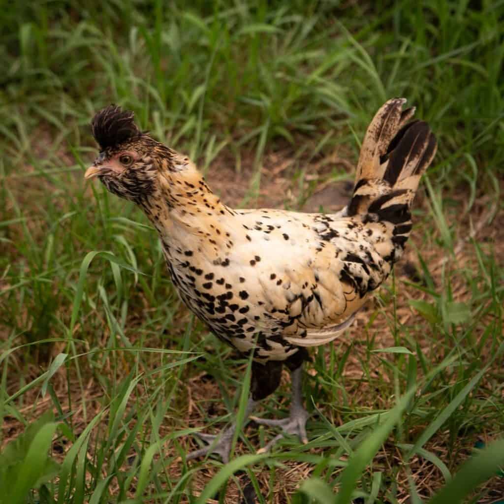 Brabanter Chickens: Eggs, Temperament, Size & Raising Tips