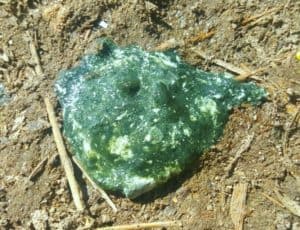 Chicken Poop Guide: What's Normal and What's Not?