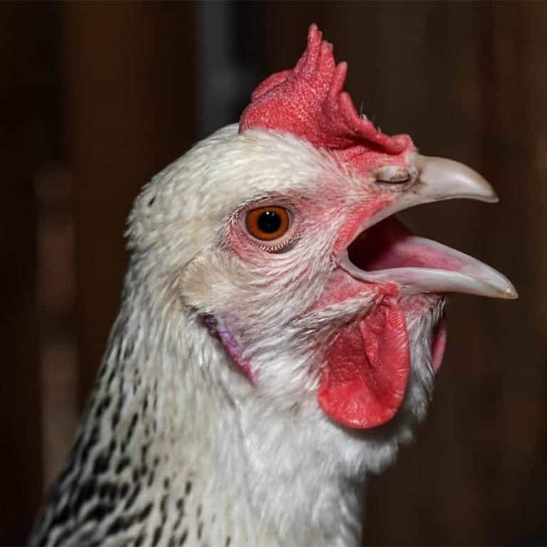 Why Do Hens Crowing? - 5 Tips to Stop Hens From Cowing