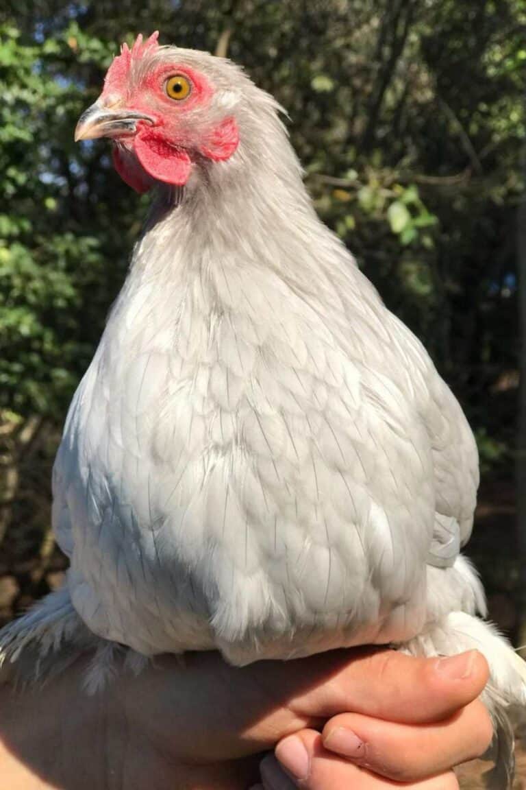Top 6 Grey Chicken Breeds (with Pictures)