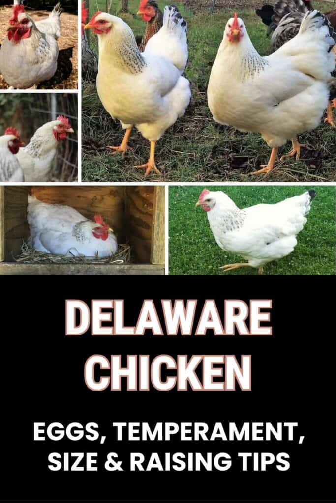 Delaware Chicken: Appearance, Temperament, Eggs and Raising Tips
