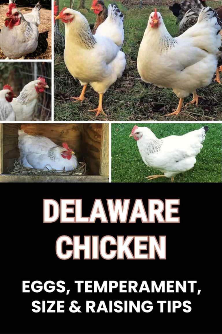 Delaware Chicken: Appearance, Temperament, Eggs and Raising Tips