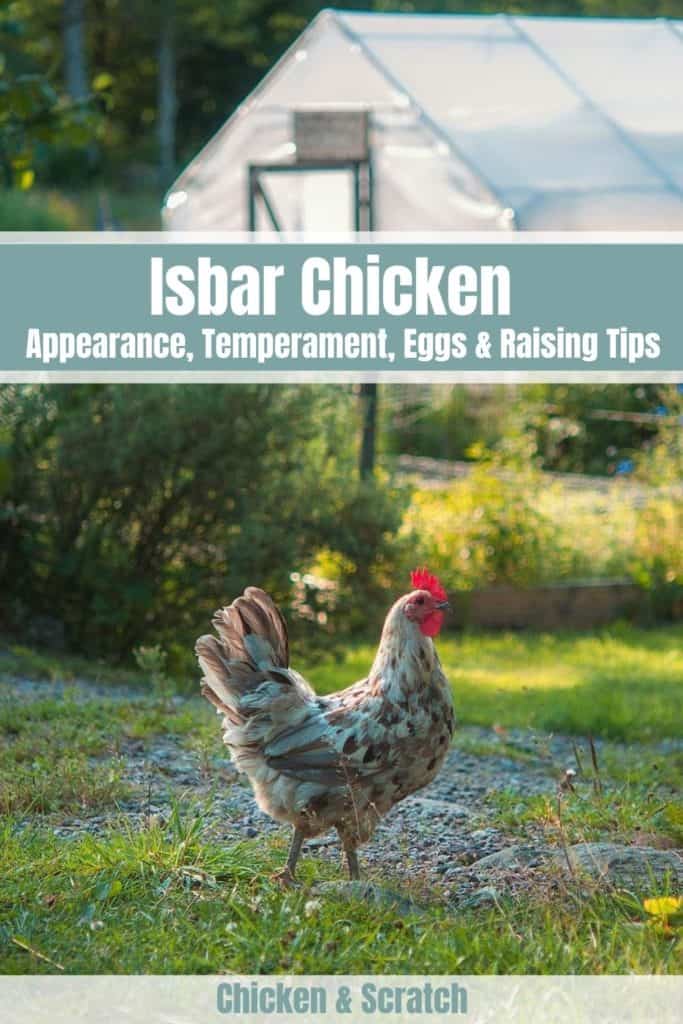 Isbar Chicken: Appearance, Temperament, Eggs and Raising Tips