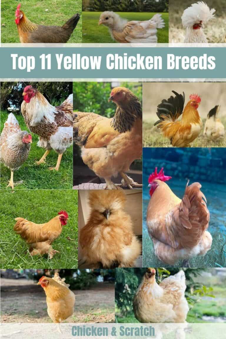 Top 11 Yellow Chicken Breeds (with Pictures)