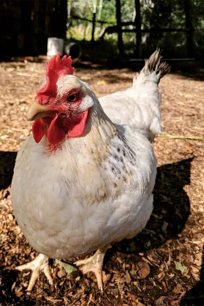 Delaware Chicken: Appearance, Temperament, Eggs and Raising Tips