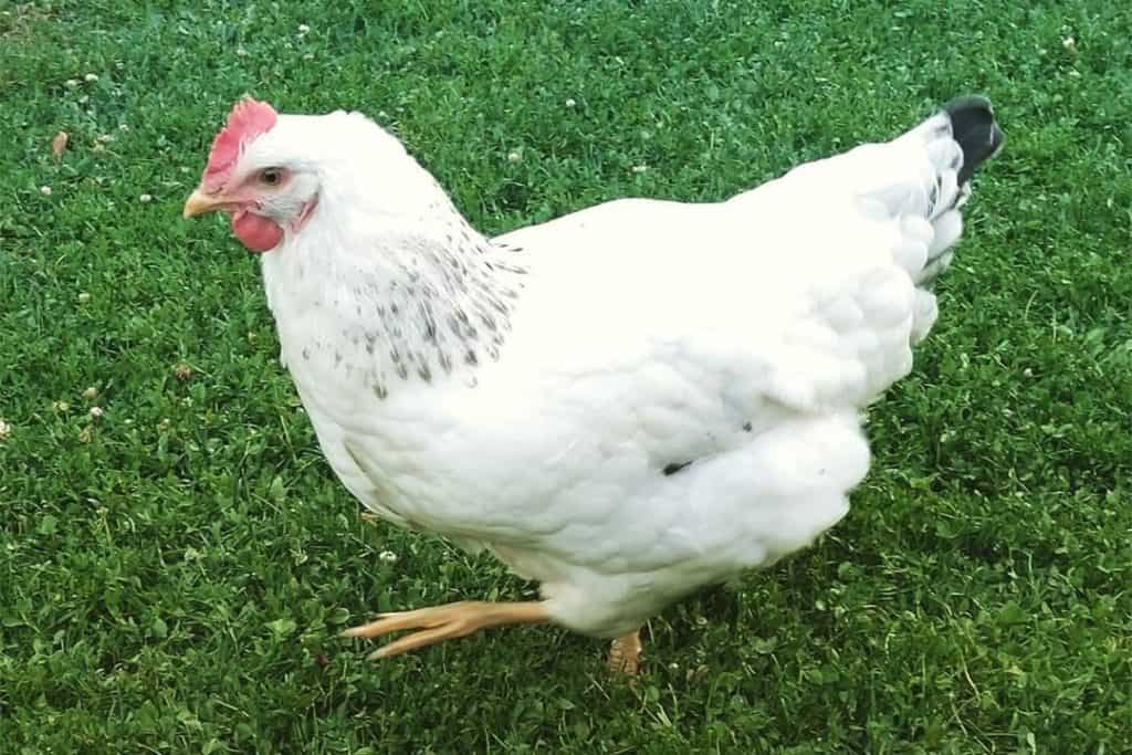 Delaware Chicken: Appearance, Temperament, Eggs and Raising Tips