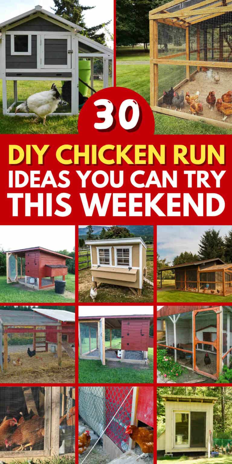 30 DIY Chicken Run Ideas – You Can DIY this Weekend