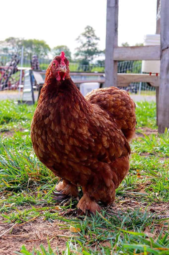 Top 11 Red Chicken Breeds (with Pictures)