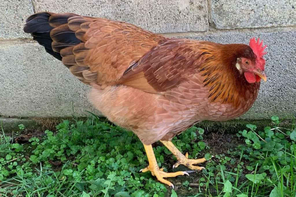 Top 11 Red Chicken Breeds (with Pictures)
