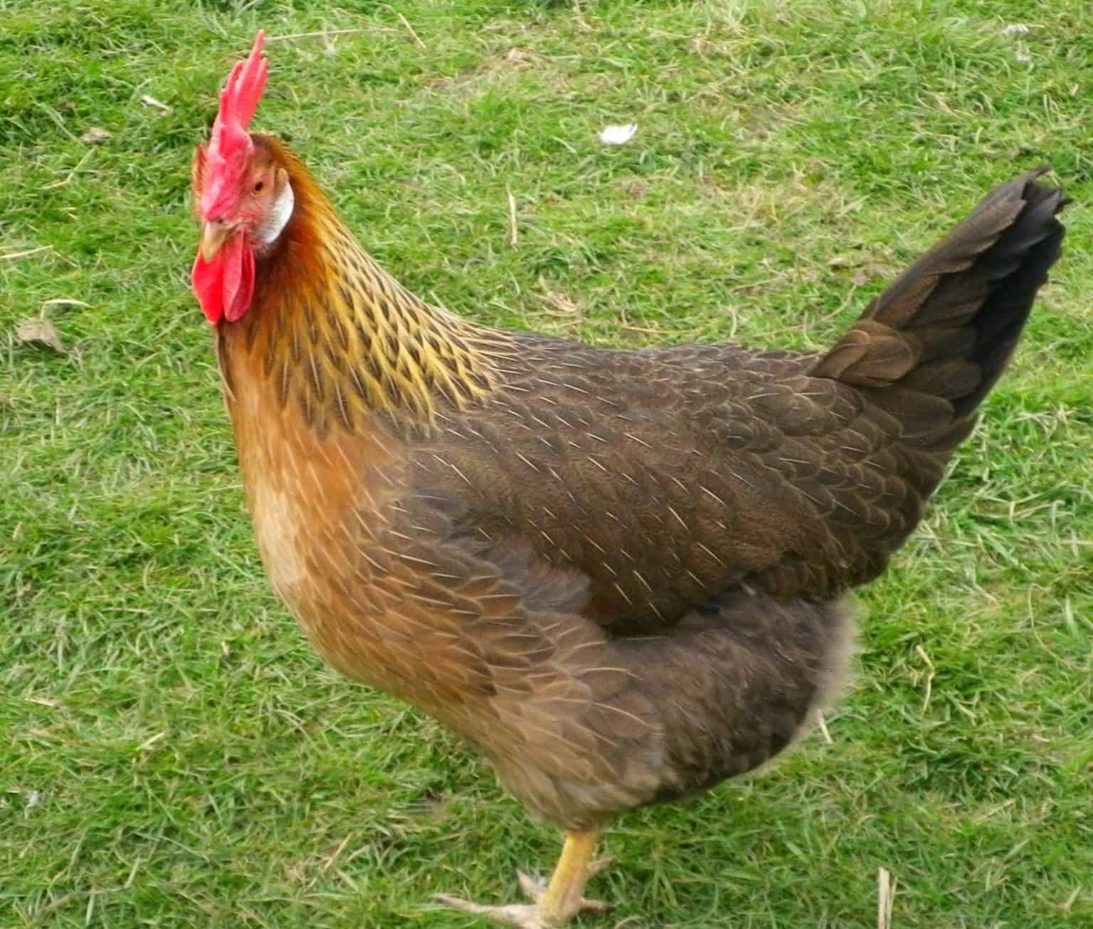 Top 11 Yellow Chicken Breeds (with Pictures)