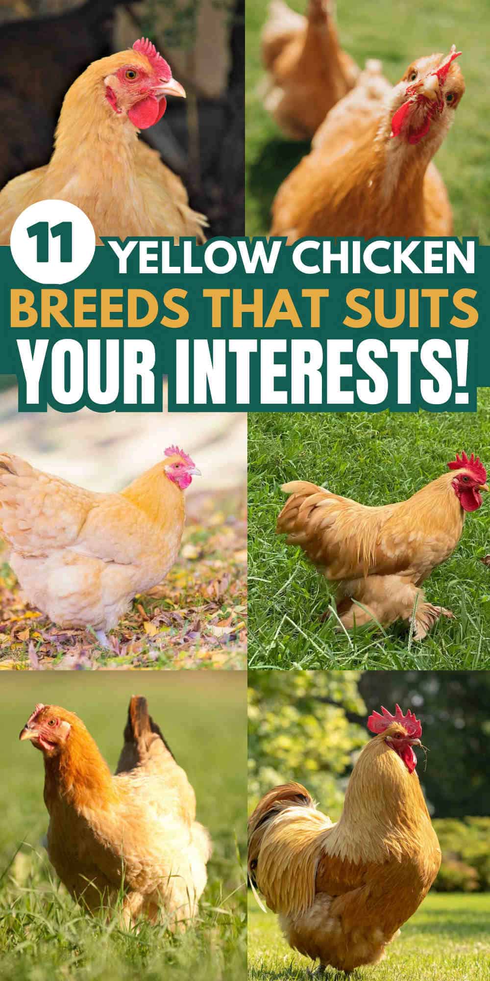 Top 11 Yellow Chicken Breeds (with Pictures)