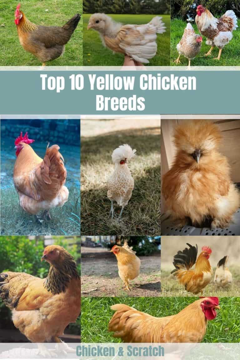 Top 10 Yellow Chicken Breeds (with Pictures)