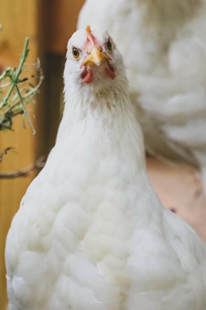 Amberlink Chicken Size Eggs Temperament And More