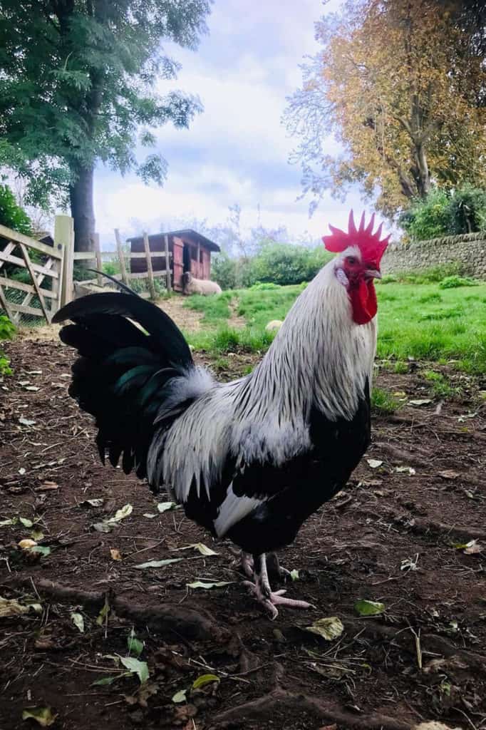 20 Best Meat Chicken Breeds (Pros & Cons)