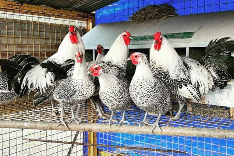 The Complete Guide to Deathlayer Chicken