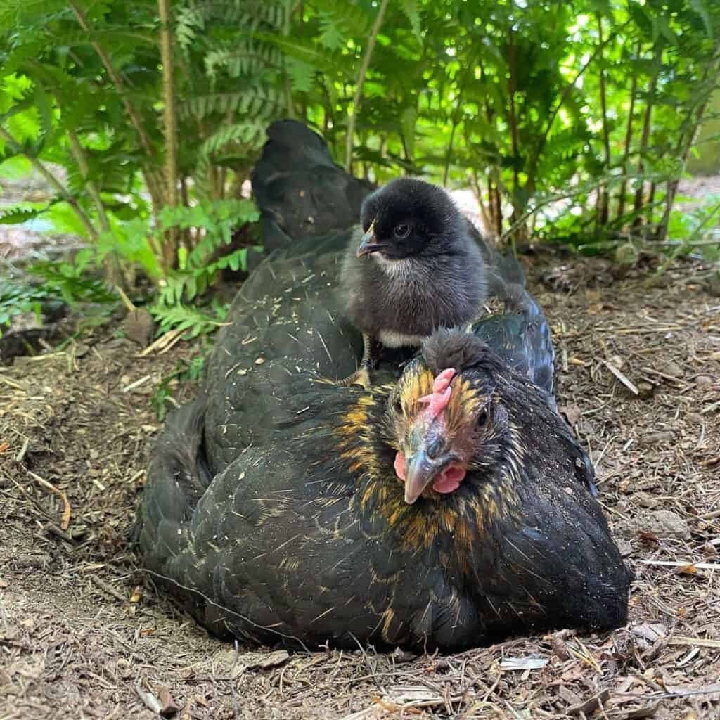 Why Do Chickens Dig Holes? (4 Ways To Reduce It)