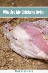 Why Are My Chickens Dying? (Causes, Prevention, and Tips)