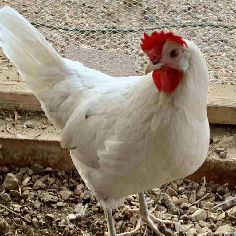 Top 10 White Chicken Breeds (with Pictures)