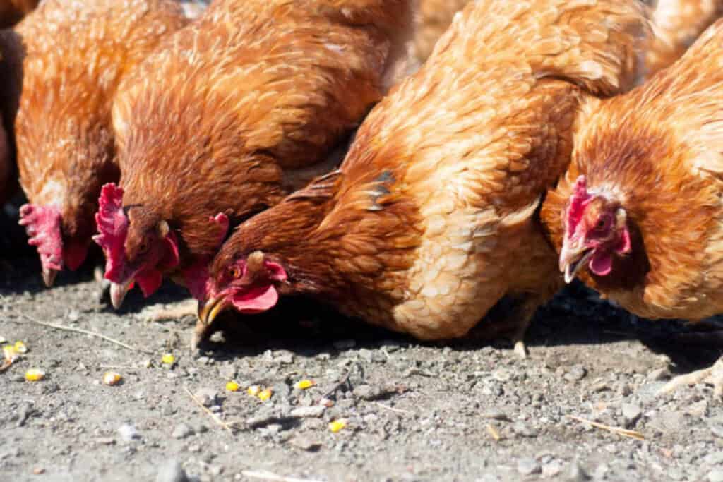 Why Do Chickens Eat Rocks? (Benefits and Risks)