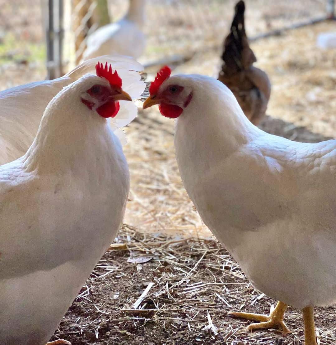Top 10 White Chicken Breeds (with Pictures)