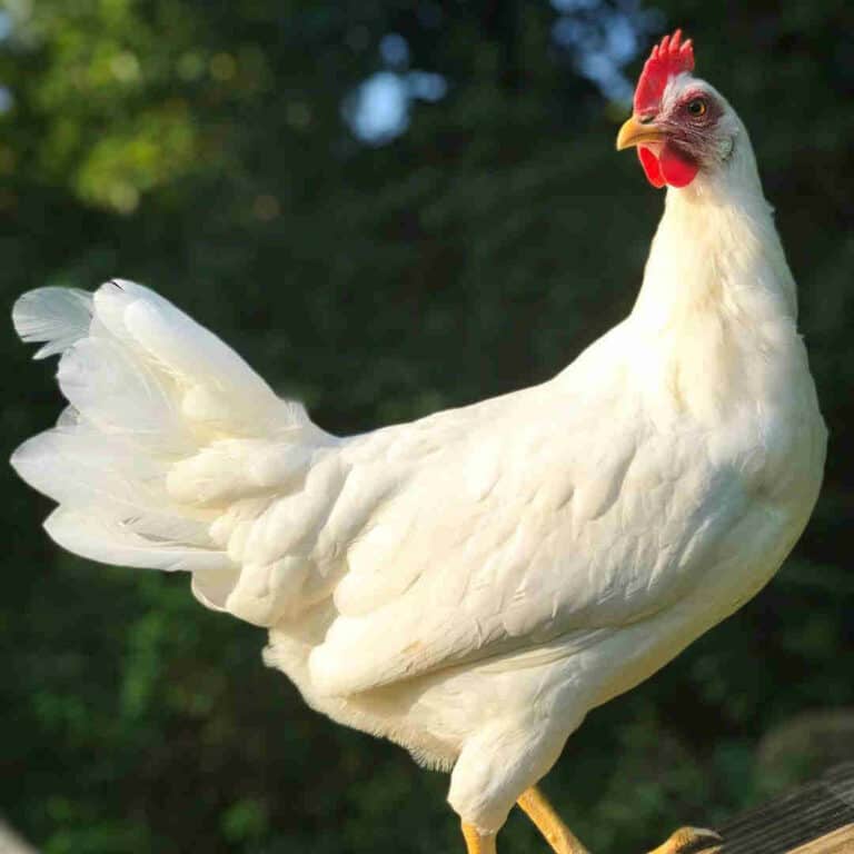 Top 10 White Chicken Breeds (with Pictures)