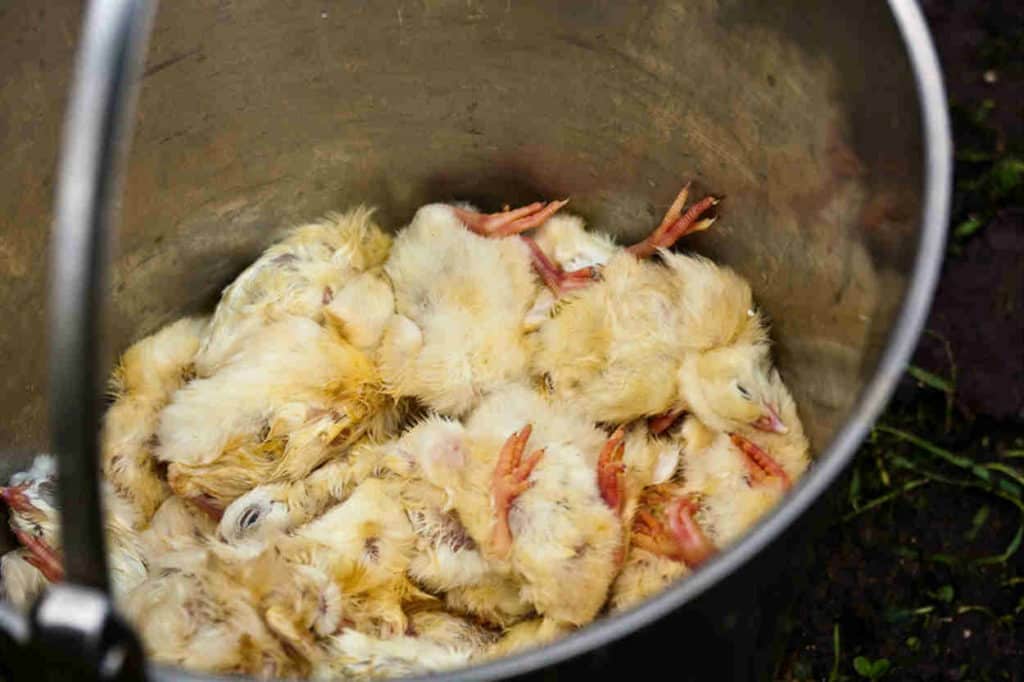 4 Ways To Cull A Chick Step By Step Guides