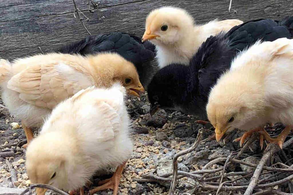 4 Ways to Cull a Chick (Step-by-Step Guides)