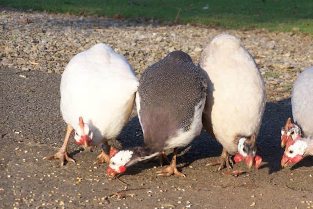 How to Raise Guinea Fowl: A Complete Guide