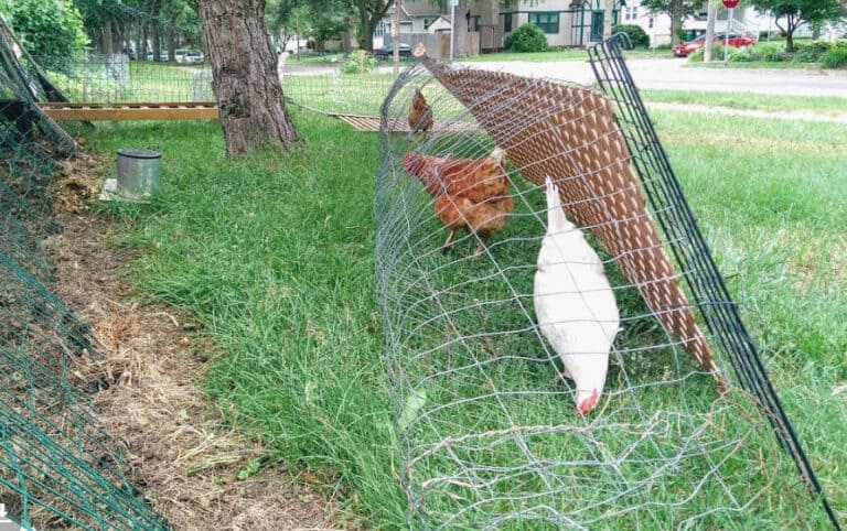 30 DIY Chicken Run Ideas – You Can DIY this Weekend